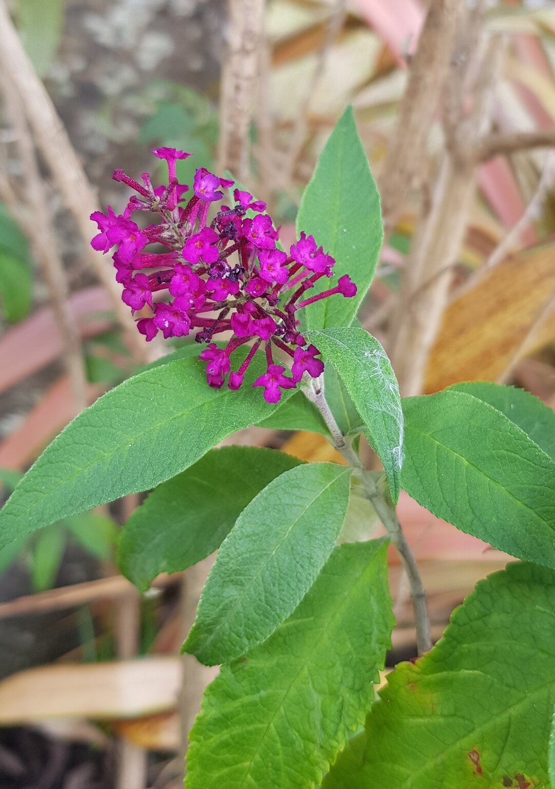 Buddleja Davidii Royal Red 3 litre - Stewarts Garden Centre