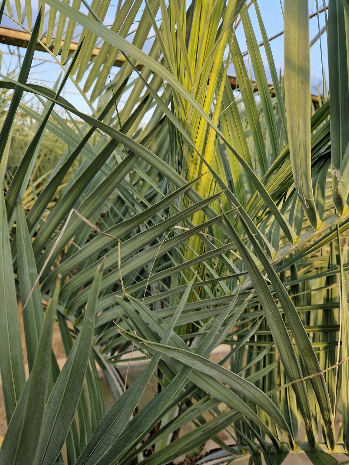 Butia Capitata (Cocos Australis) 30 Litre - Stewarts Garden Centre