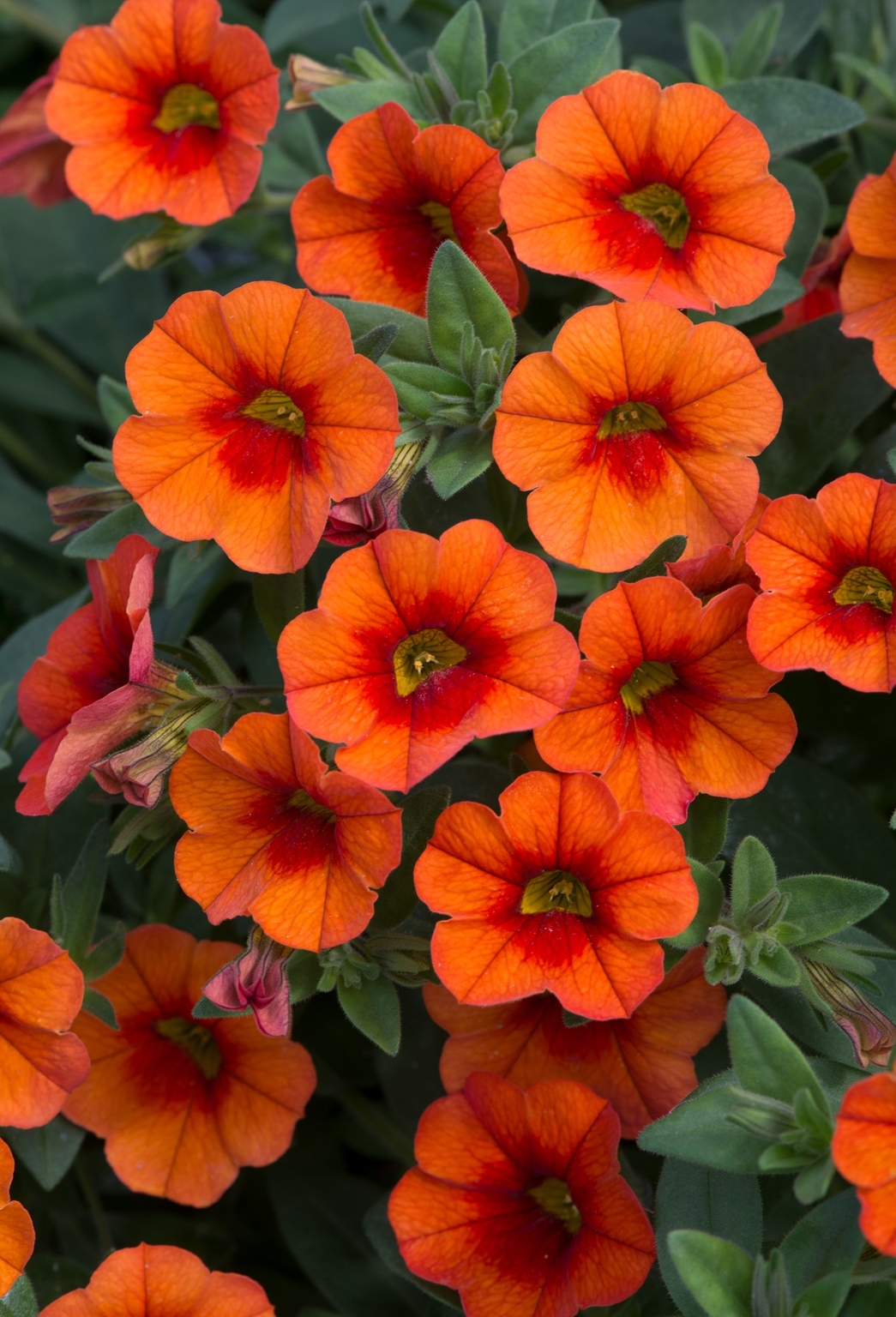 Calibrachoa Can Can Orange Plug - Stewarts Garden Centre