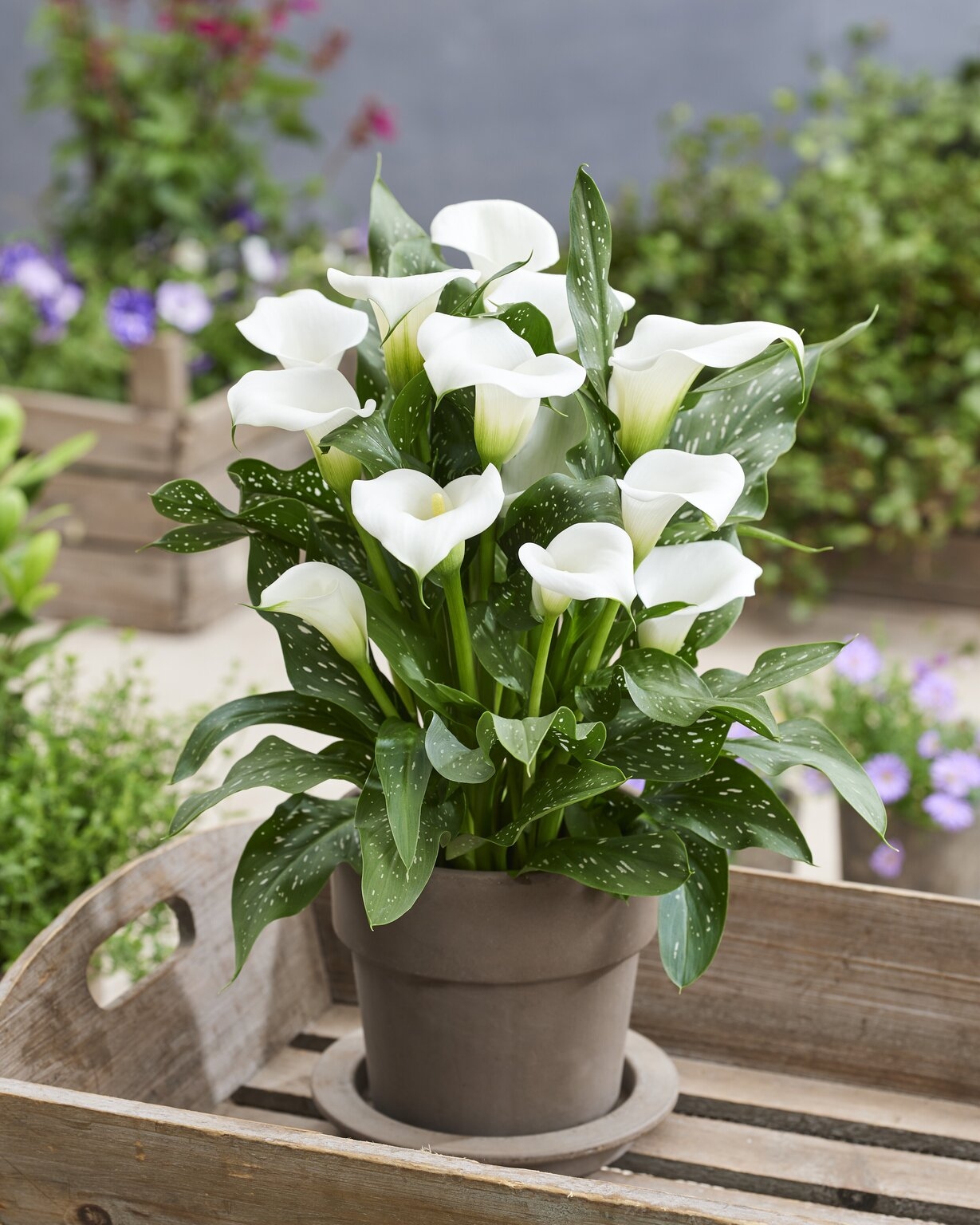Calla Lily Captain Beluga 3 Litre - Stewarts Garden Centre