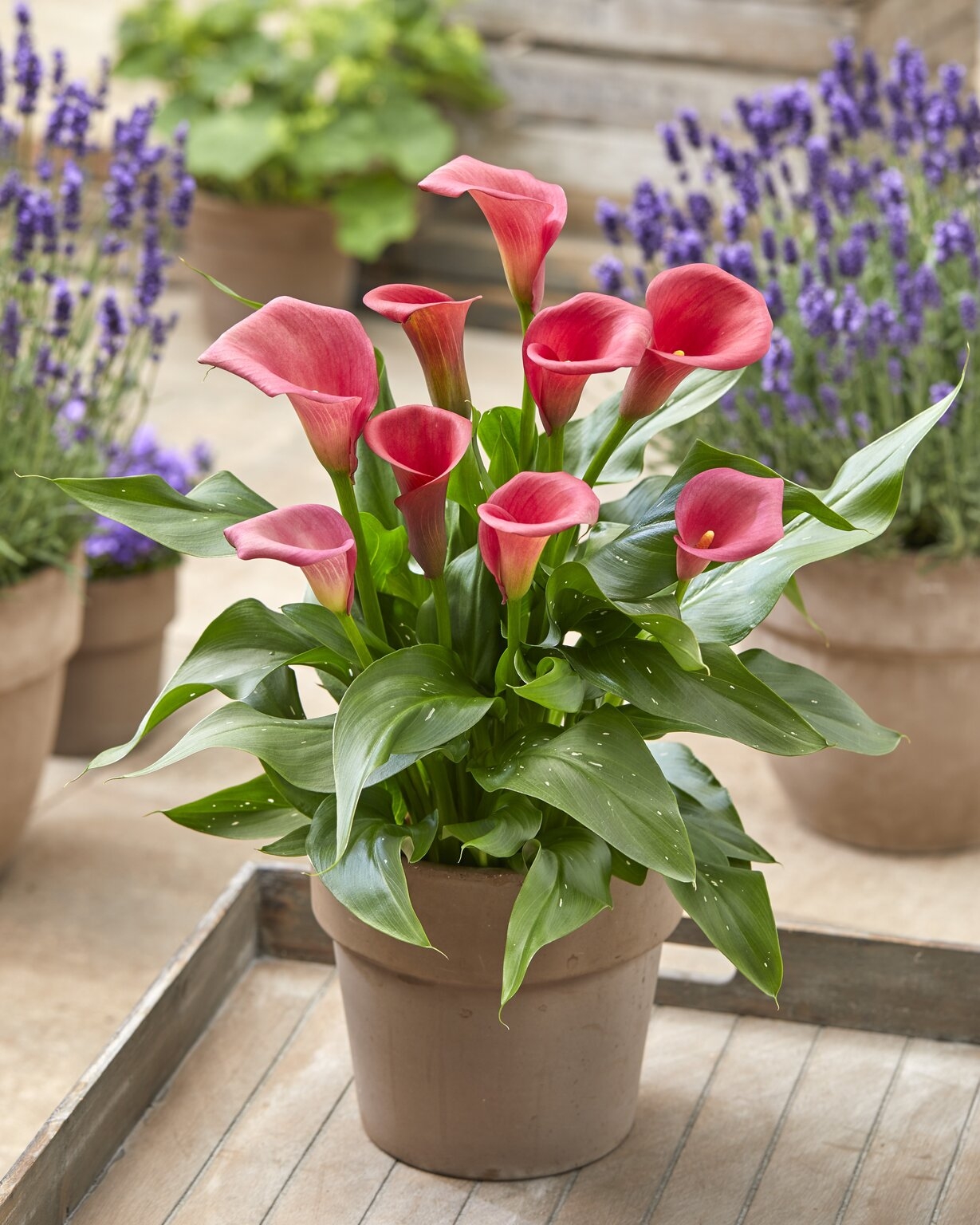 Calla Lily Captain Hollywood 3 Litre - Stewarts Garden Centre