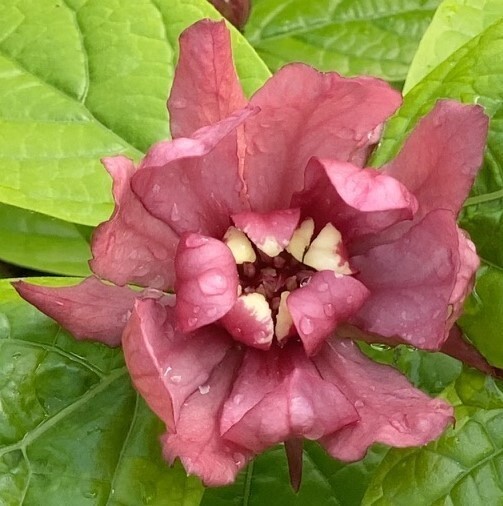 Calycanthus Hartlage Wine 7.5 Litre - Stewarts Garden Centre