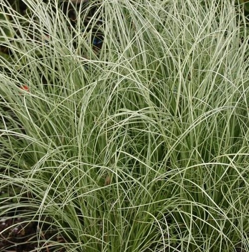 Carex Amazon Mist 10.5cm - Stewarts Garden Centre