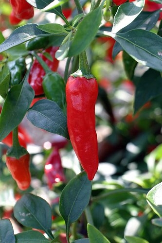 Chilli Pepper Apache Patio 1 Litre - Stewarts Garden Centre