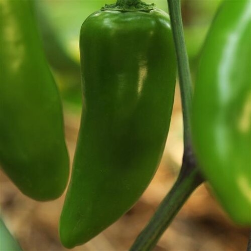 Chilli Pepper Jalapeno Patio 1 Litre - Stewarts Garden Centre