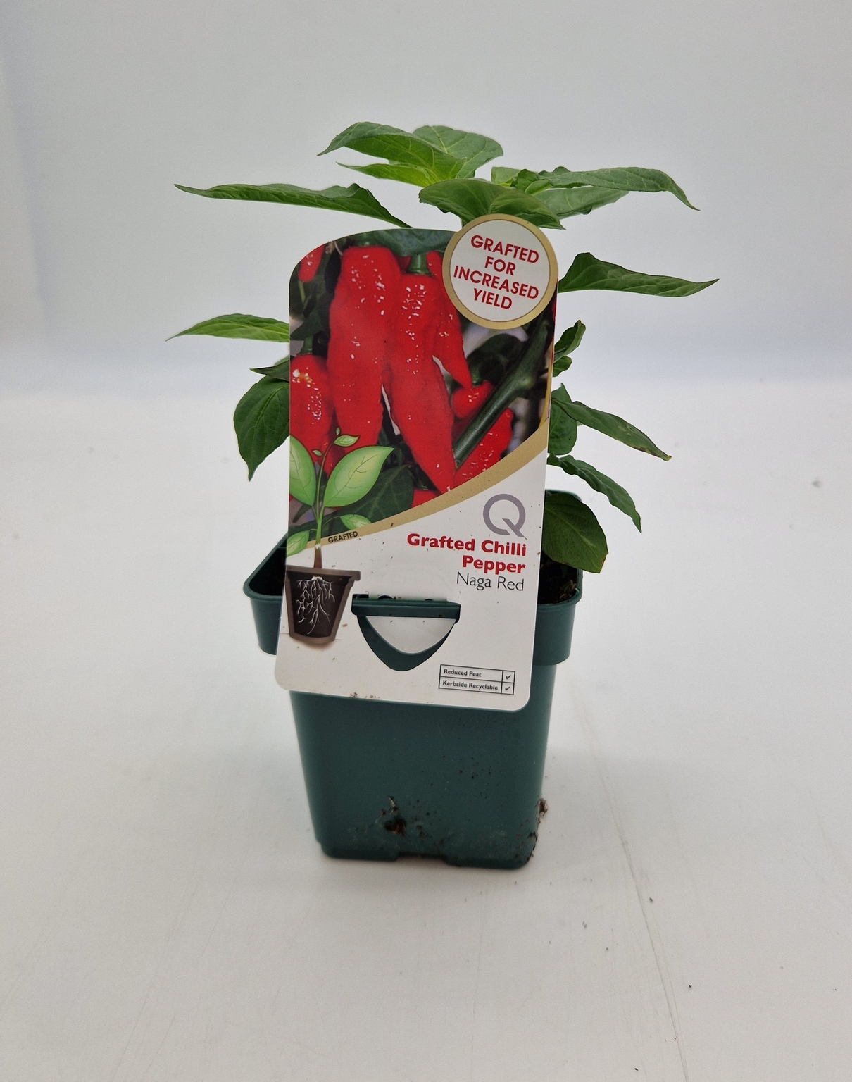 Chilli Pepper Naga Red - Stewarts Garden Centre