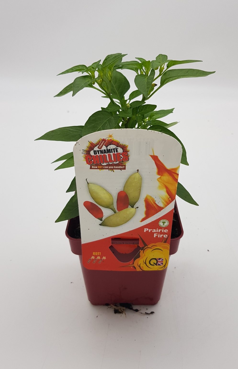 Chilli Pepper Prairie Fire 10cm - Stewarts Garden Centre