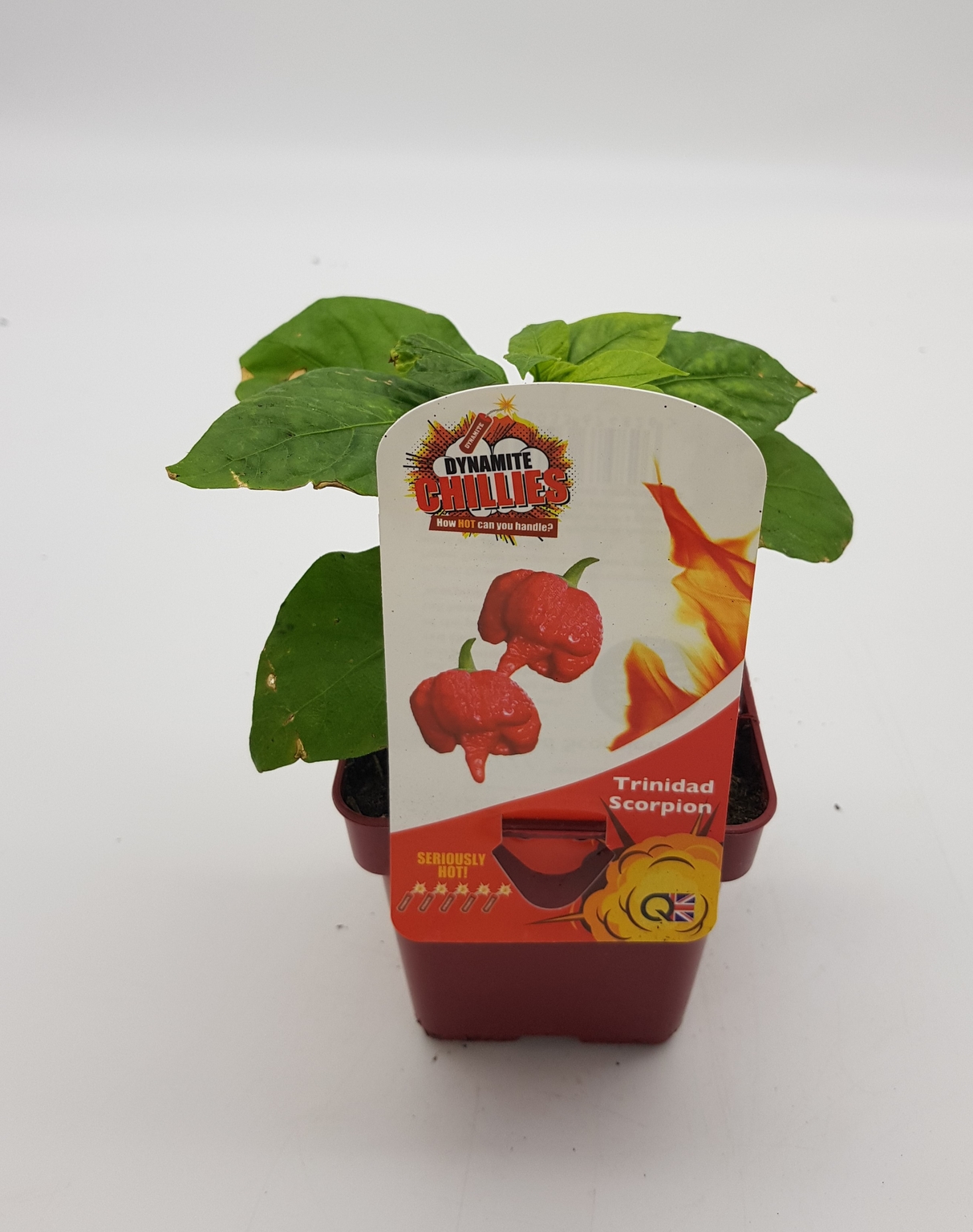 Chilli Pepper Trinidad Scorpion 10cm - Stewarts Garden Centre