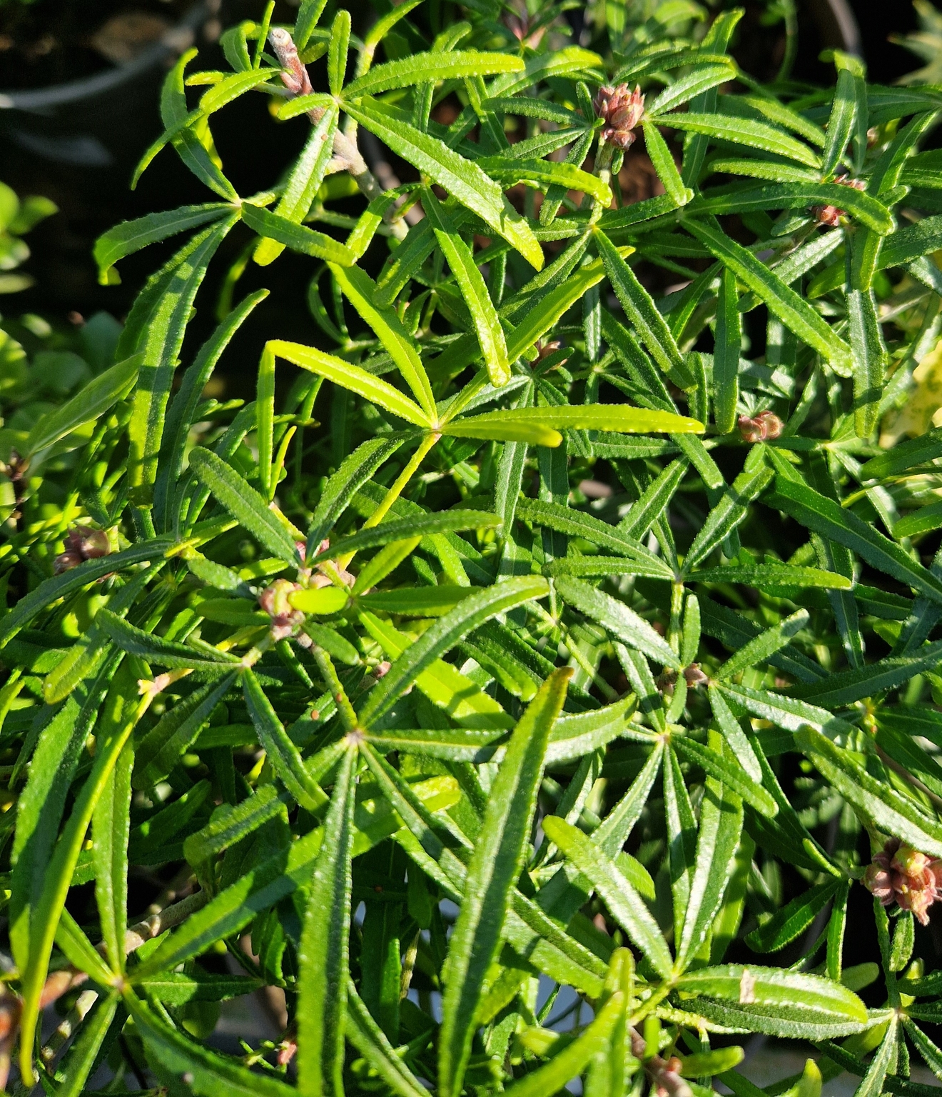 Choisya Scented Gem 3 Litre - Stewarts Garden Centre