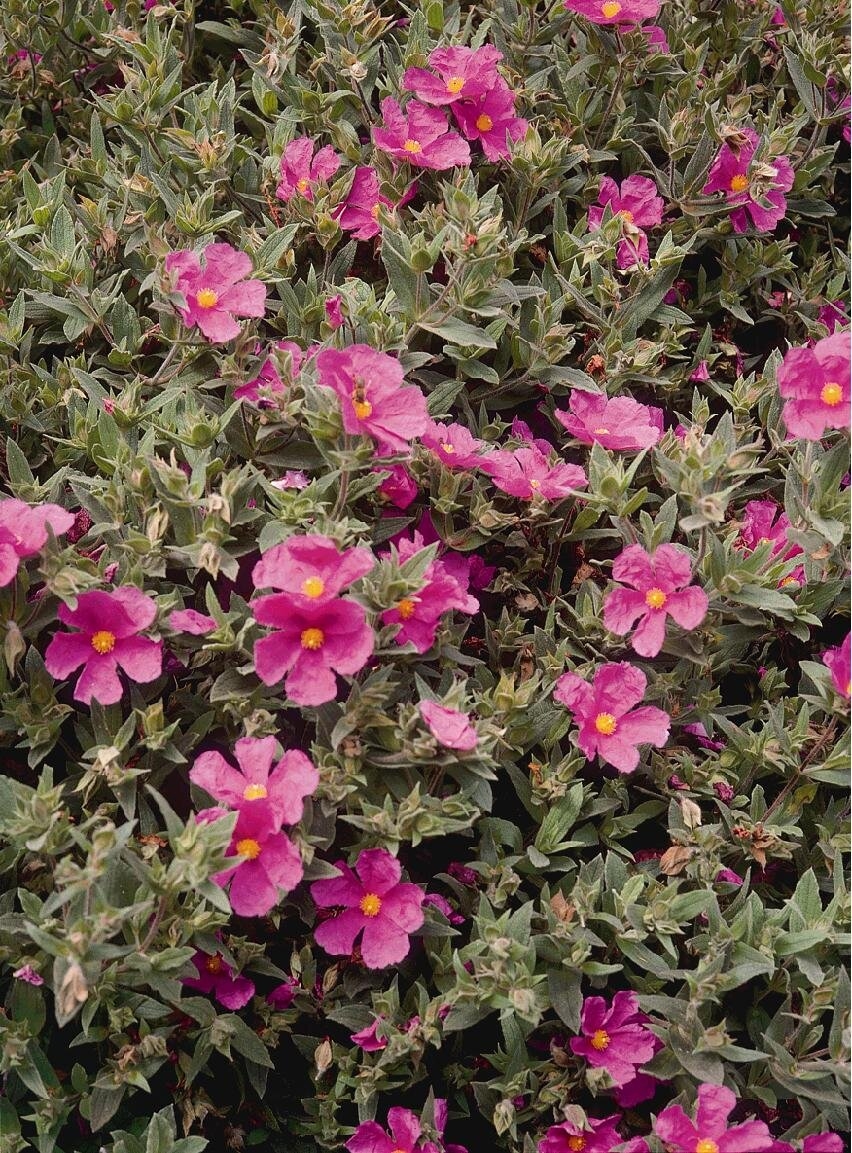Cistus Sunset 3 Litre - Stewarts Garden Centre