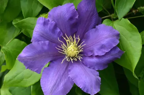Clematis Chevalier 3 Litre - Stewarts Garden Centre