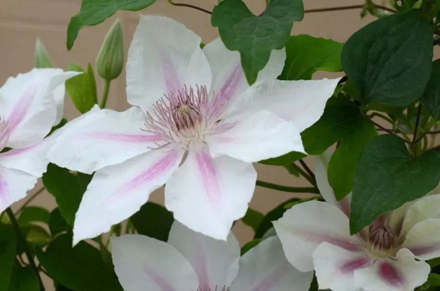 Clematis Corinne 3 Litre - Stewarts Garden Centre