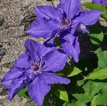 Clematis Lindsay 3 Litre - Stewarts Garden Centre