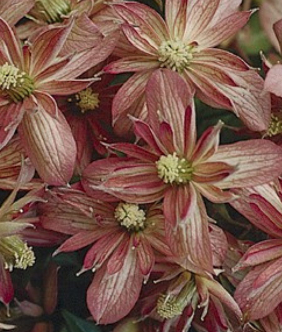 Clematis Montana Marjorie 3 Litre - Stewarts Garden Centre