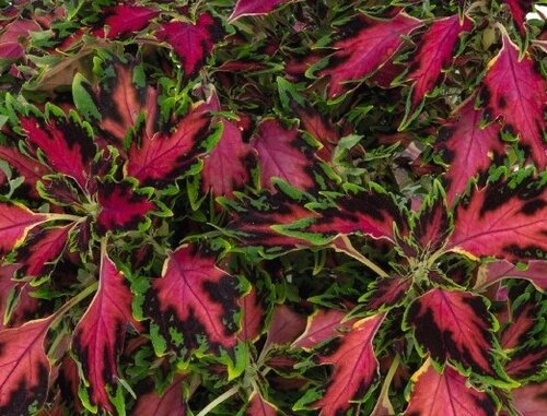 Coleus Down Town Vegas Neon 1 Litre - Stewarts Garden Centre