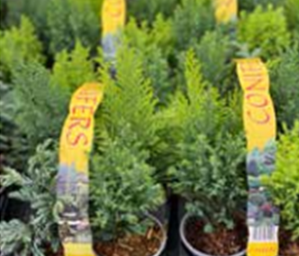 Conifer Mix 6 pack - Stewarts Garden Centre