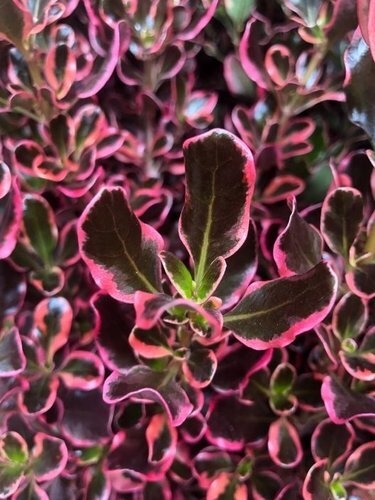 Coprosma Eclipse 2 Litre - Stewarts Garden Centre