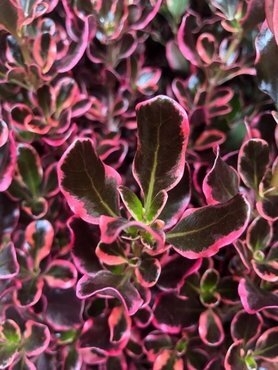 Coprosma Eclipse 3 Litre - Stewarts Garden Centre