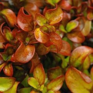 Coprosma Pina Colada 3 Litre - Stewarts Garden Centre