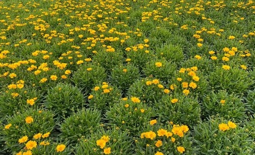 Coreopsis Corleone Gold 3 Litre - Stewarts Garden Centre
