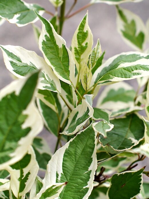 Cornus alba 'Sibirica Variegata' 3 Litre - Stewarts Garden Centre