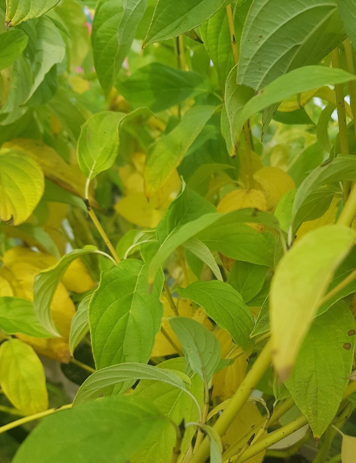 Cornus Stolonifera Flaviramea 3 litre - Stewarts Garden Centre