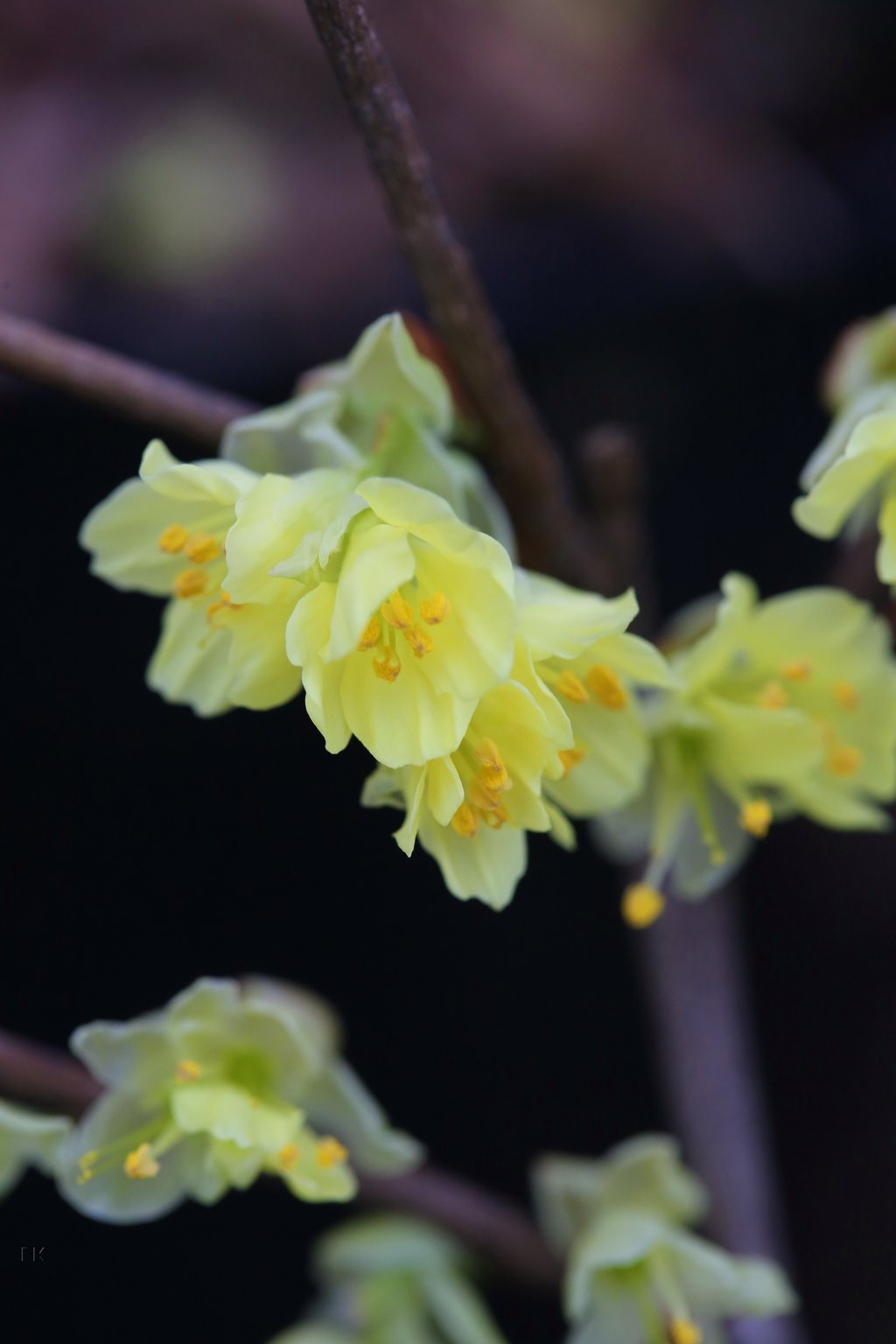 Corylopsis pauciflora 3.4 Litre - Stewarts Garden Centre