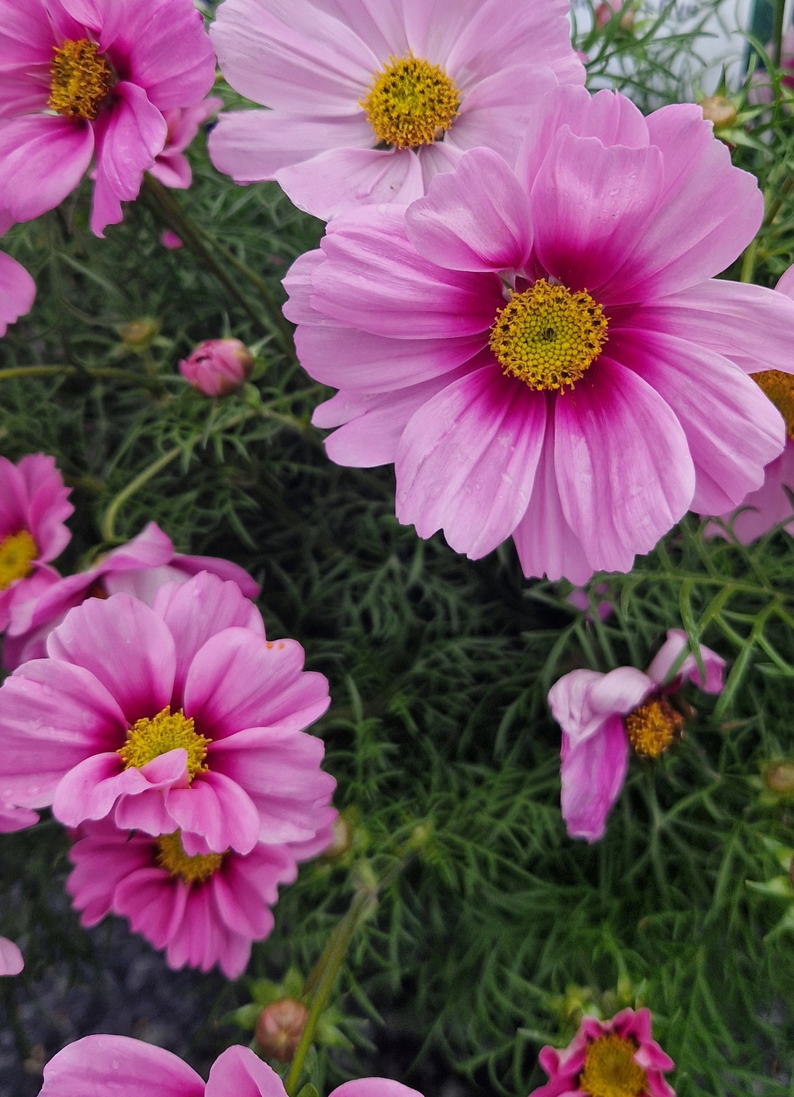 Cosmos Rose with Eye 1 Litre - Stewarts Garden Centre