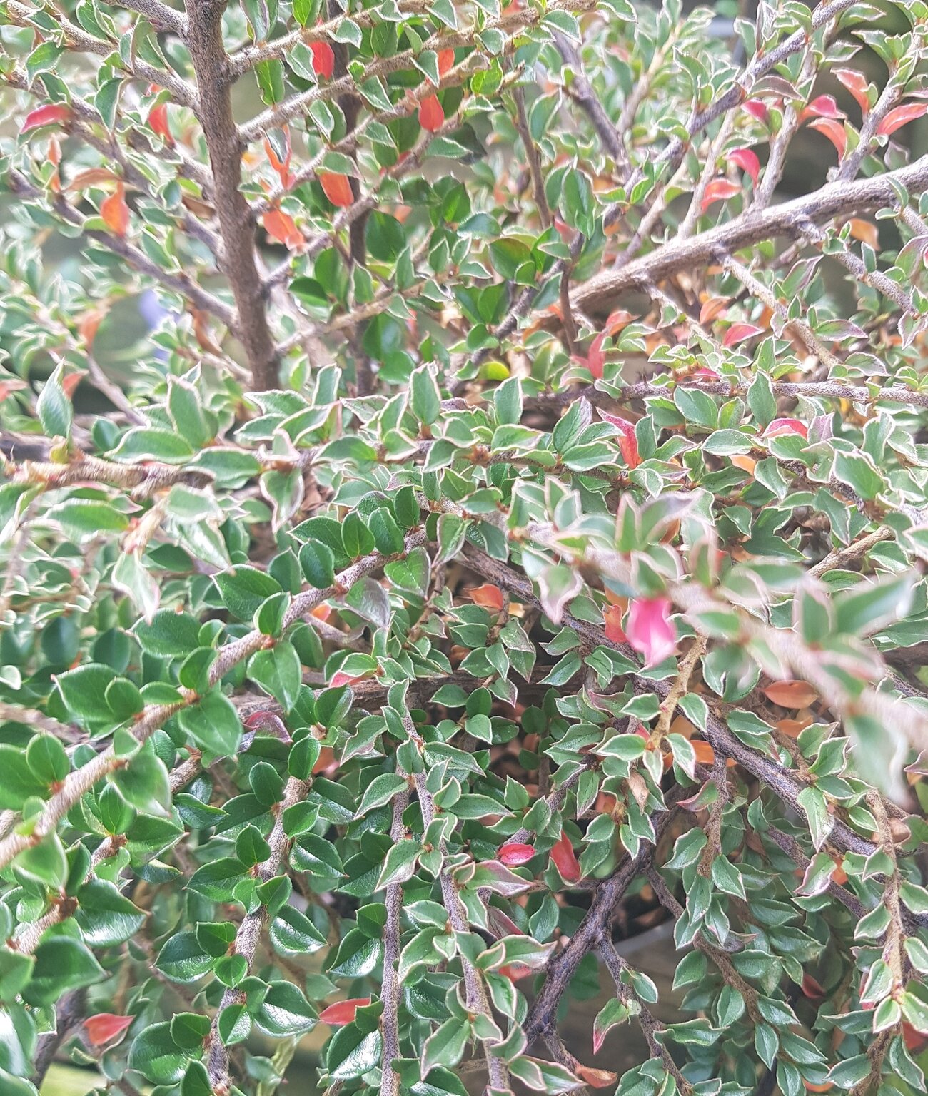 Cotoneaster Horizontalis Variegata 3 litre - Stewarts Garden Centre