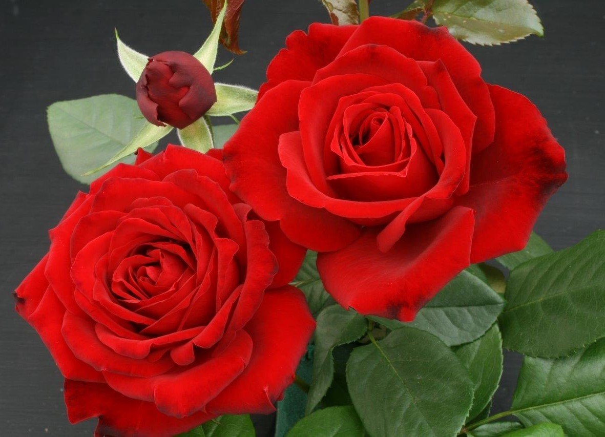 Crimson Cascade Climbing Rose 4 Litre - Stewarts Garden Centre