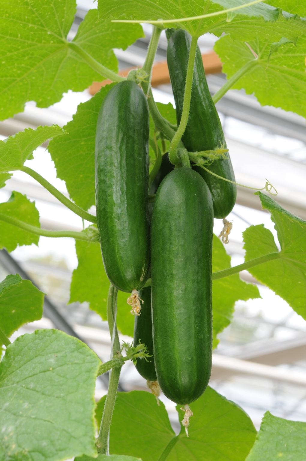 Cucumber F1 All Female 9cm - Stewarts Garden Centre