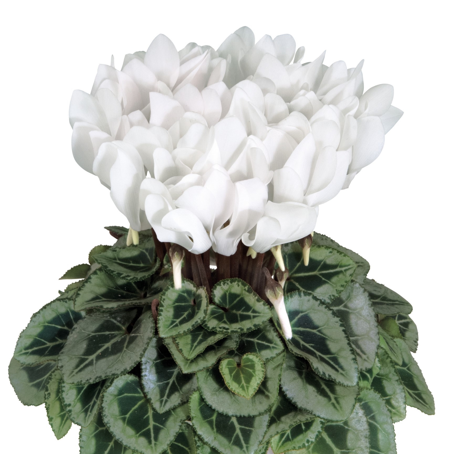 Cyclamen Silver Leaf Midi White 1 Litre - Stewarts Garden Centre