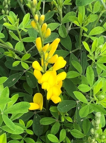 Cytisus 'Porlock' 3 Litre - Stewarts Garden Centre