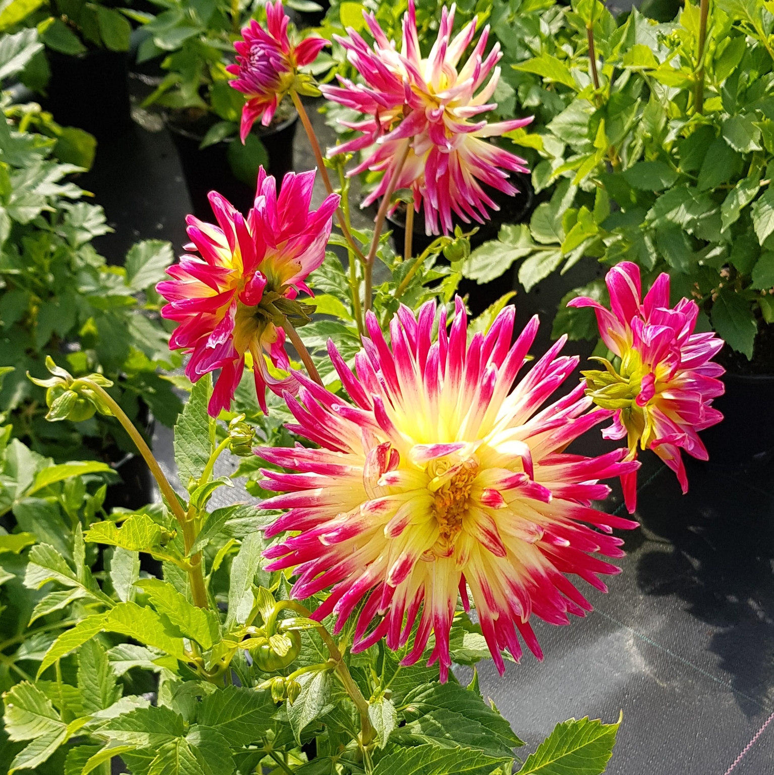 Dahlia Dutch Explosion 3 Litre - Stewarts Garden Centre