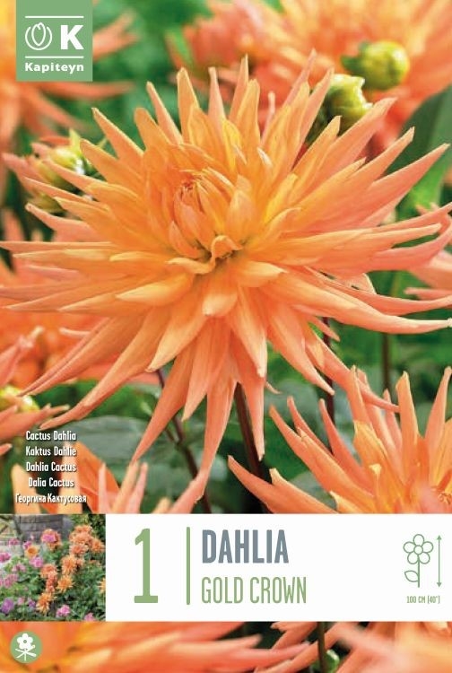 Dahlia Cactus Gold Crown - Stewarts Garden Centre