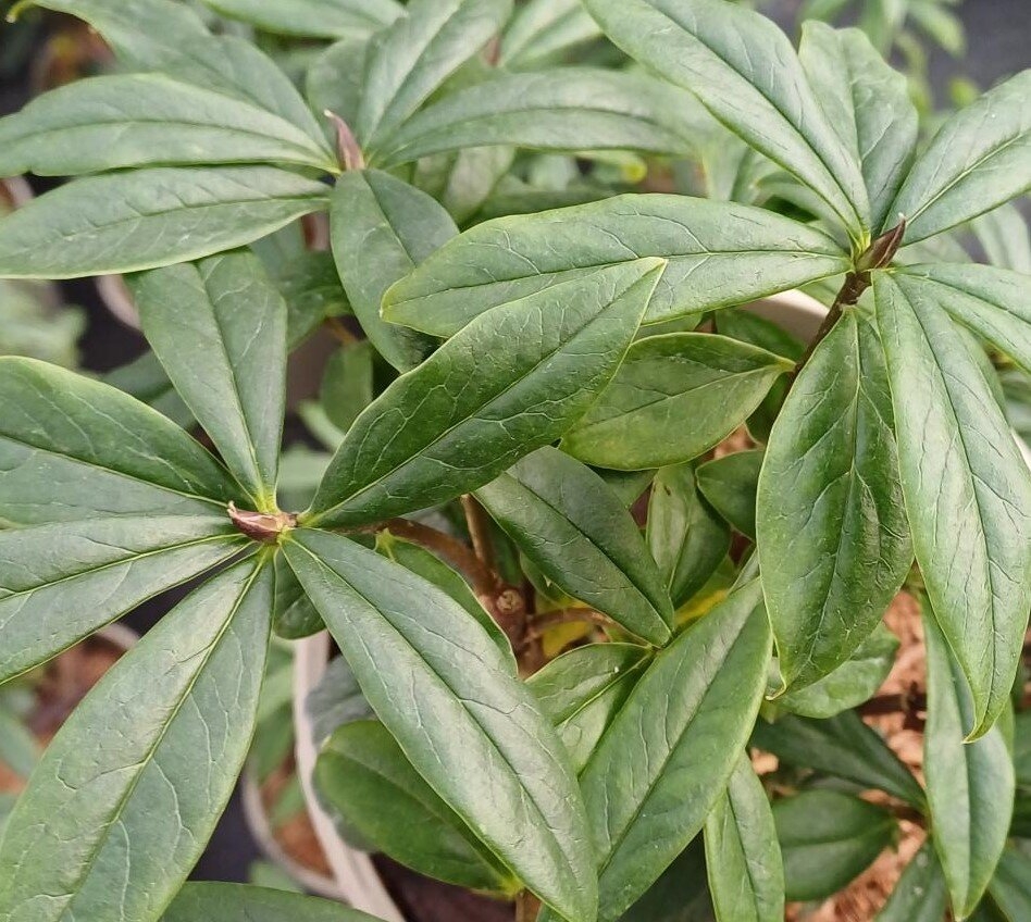 Daphne Bholua Mary Rose 3 Litre - Stewarts Garden Centre
