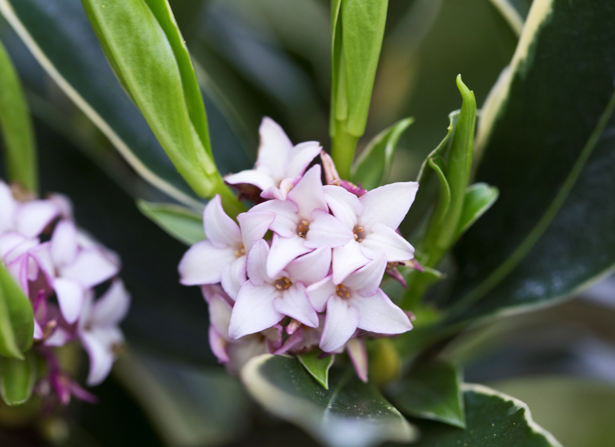 Daphne Odora Variegata _ Daphne Odora Aureaumarginata – QEKAE