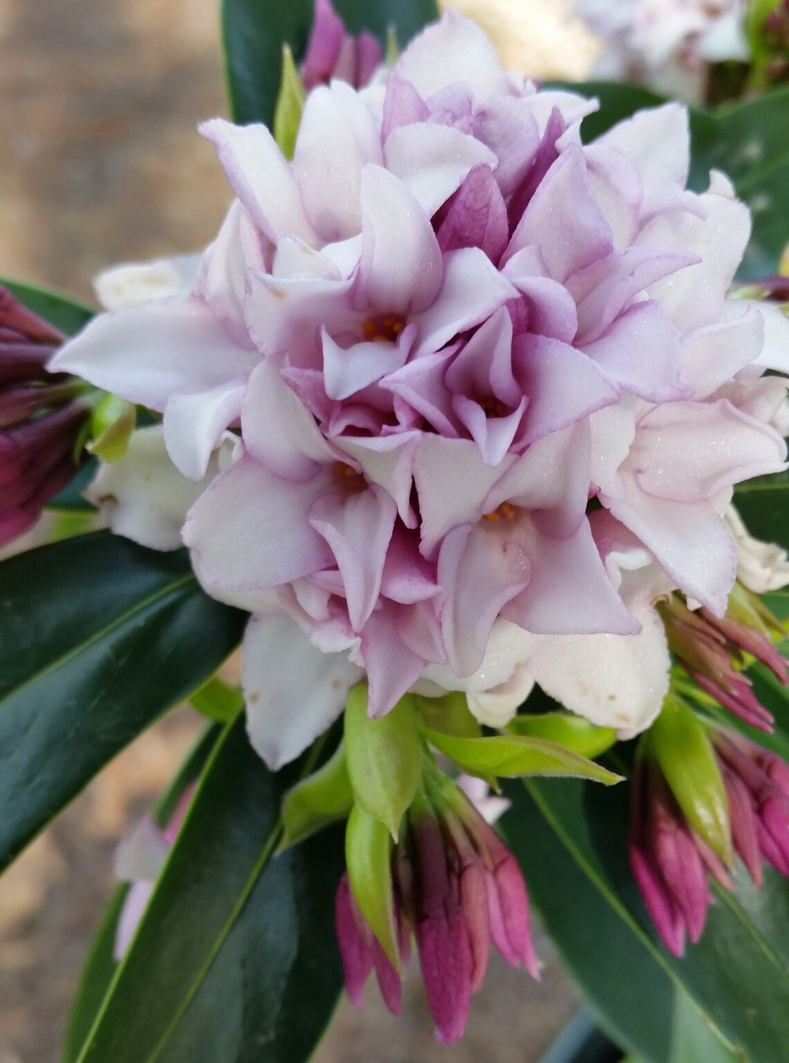 Daphne Perfume Princess 3 Litre - Stewarts Garden Centre