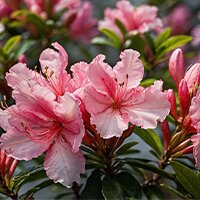 Deciduous Azaleas - Stewarts Garden Centre