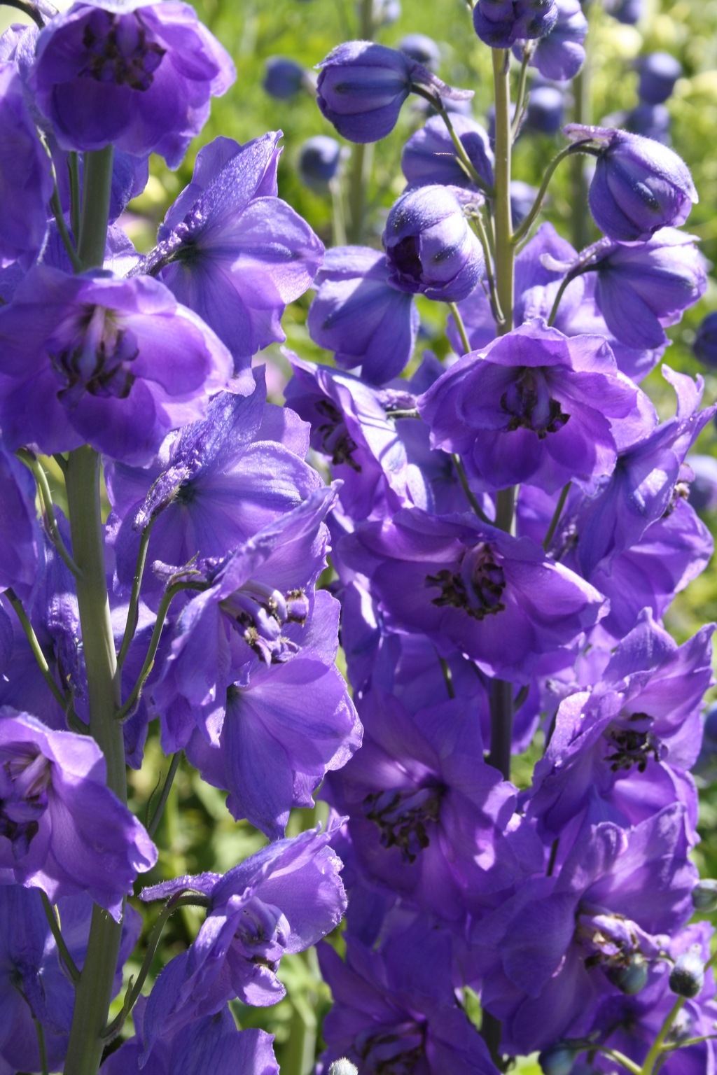 Delphinium Faust 2 Litre - Stewarts Garden Centre