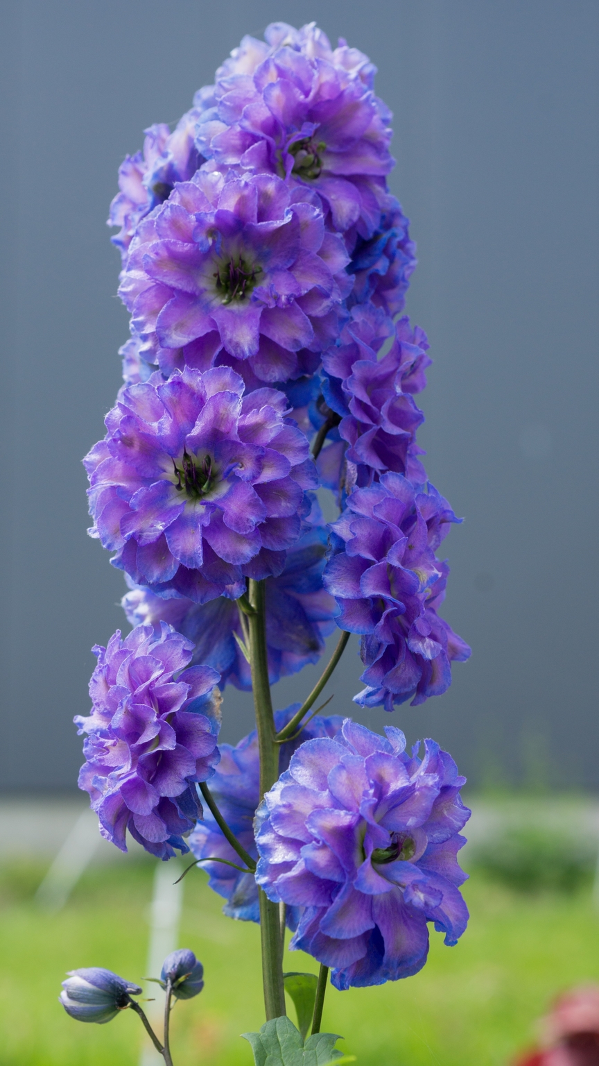 Delphinium Highlander Bolero 3 Litre - Stewarts Garden Centre