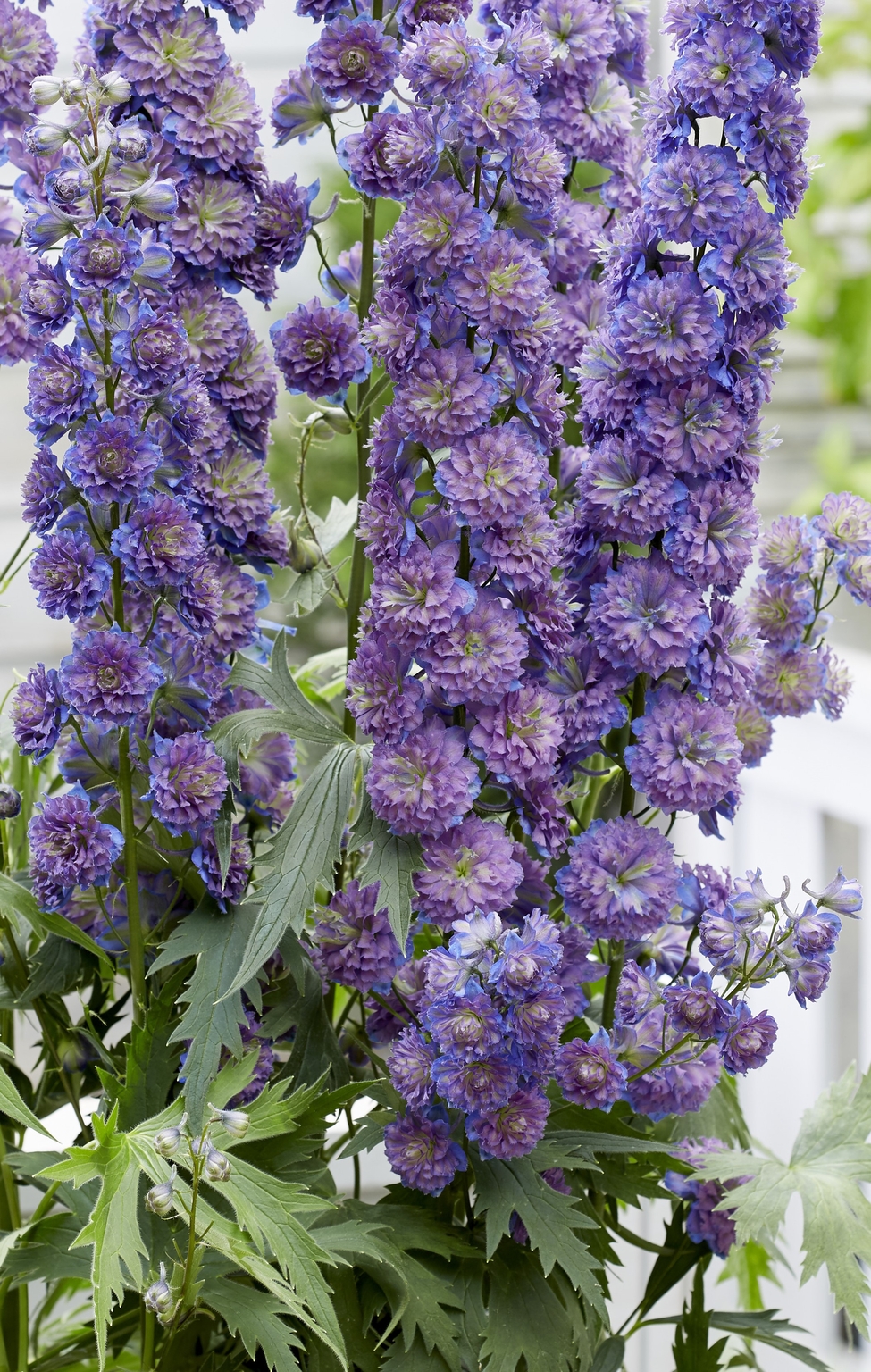 Delphinium Highlander Sweet Sensation 3 Litre - Stewarts Garden Centre