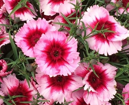 Dianthus Raspberry 6 Pack - Stewarts Garden Centre