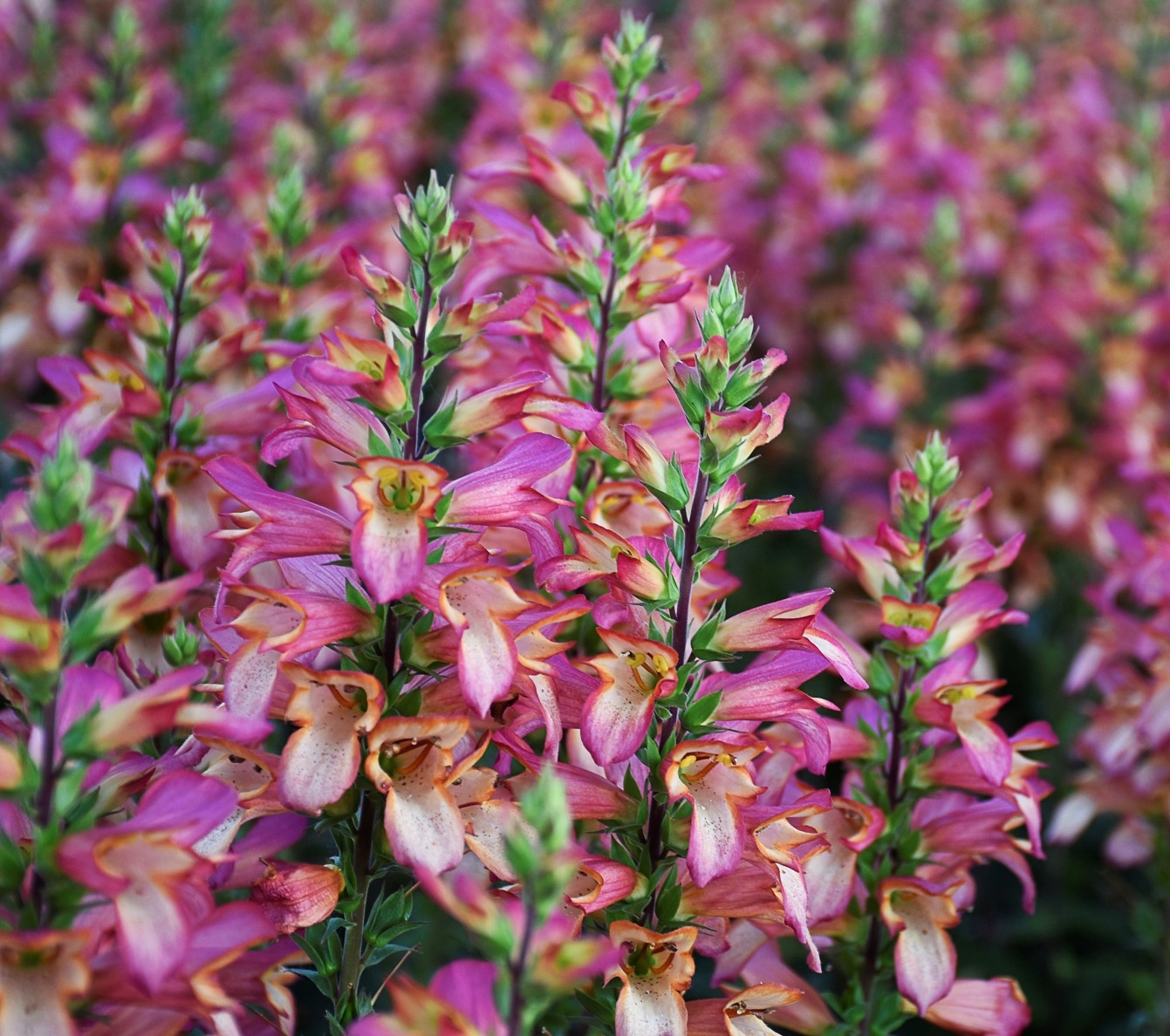 Digiplexis Falcon Fire 3 Litre - Stewarts Garden Centre