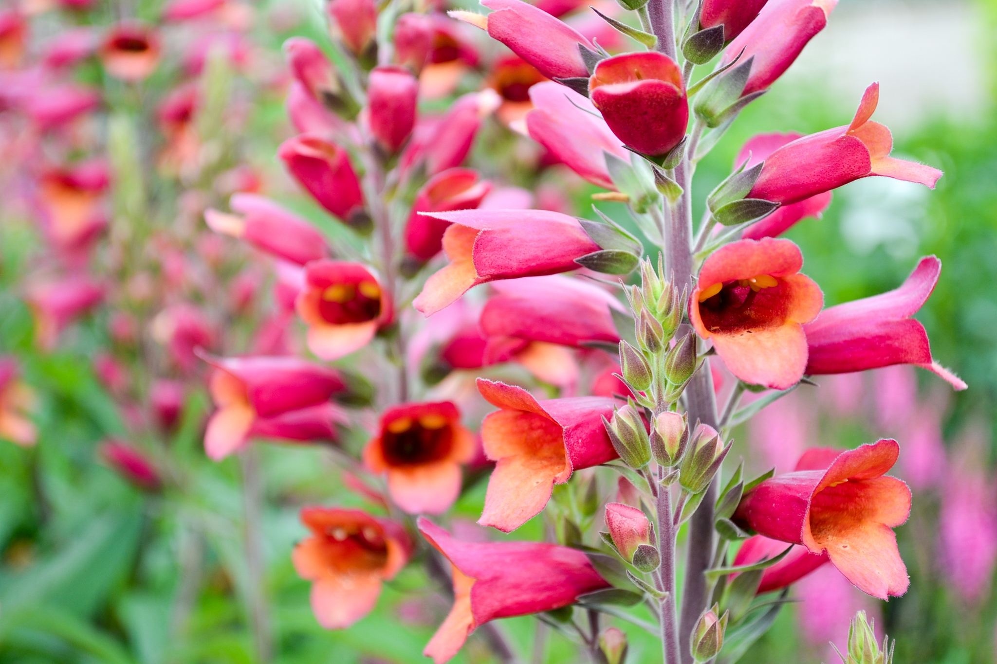Digitalis Ruby Glow 3 Litre - Stewarts Garden Centre