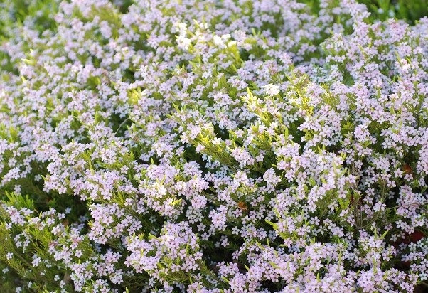Diosma Sunset Gold 3 Litre - Stewarts Garden Centre