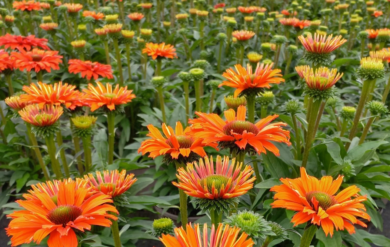 Echinacea Sunseekers Mineola 3 Litre - Stewarts Garden Centre