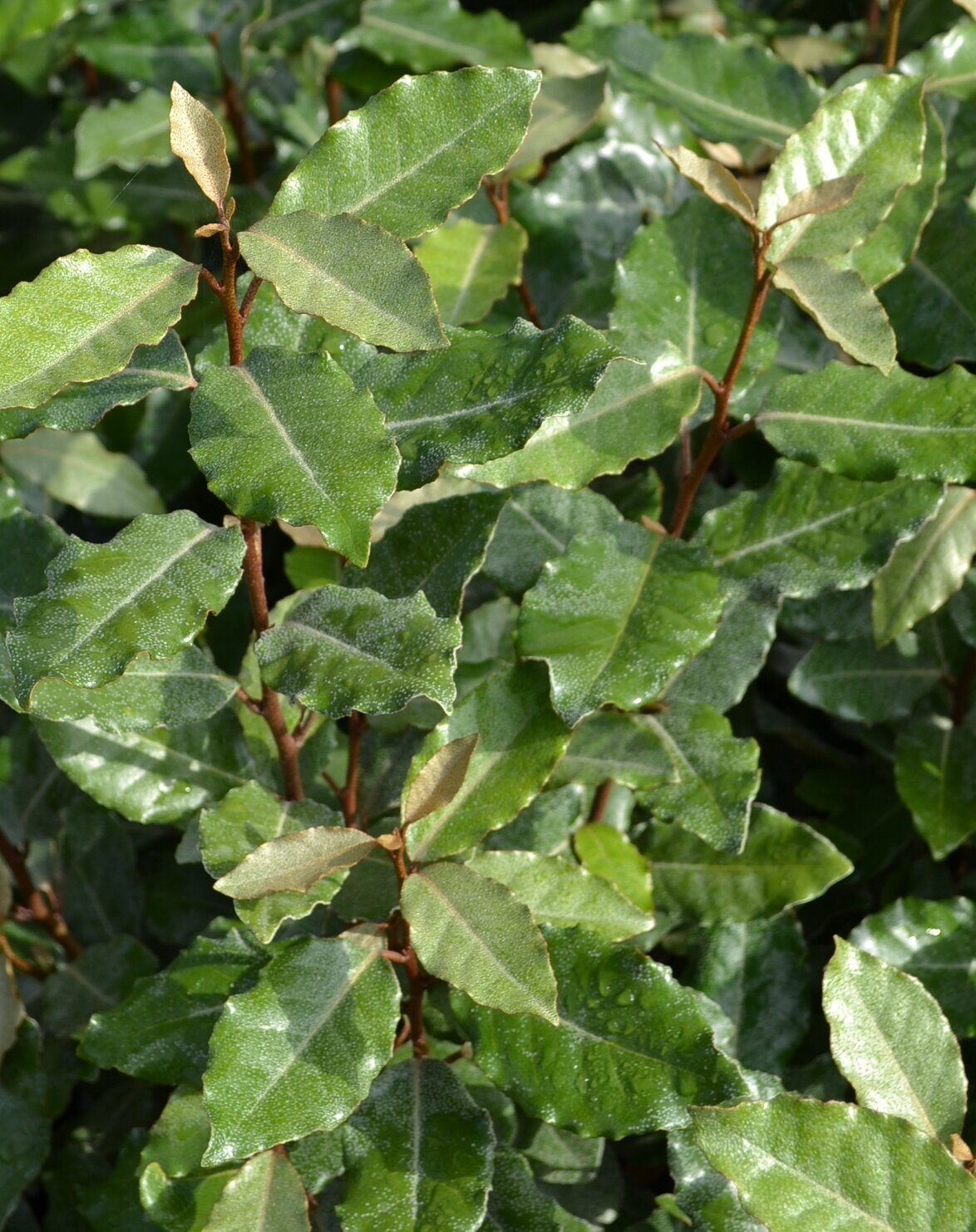 Elaeagnus X Ebbingei Compacta 3 Litre - Stewarts Garden Centre