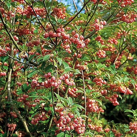 Enkianthus campanulatus Red Bells 2.3 Litre - Stewarts Garden Centre
