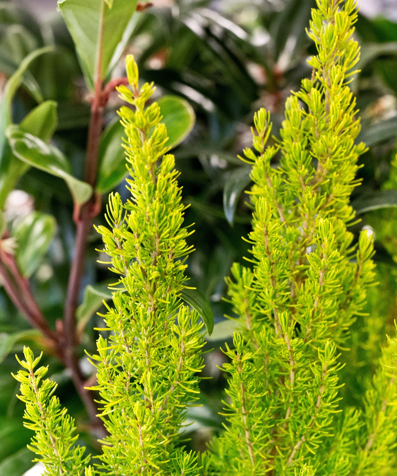 Erica Albert's Gold 3 Litre - Stewarts Garden Centre